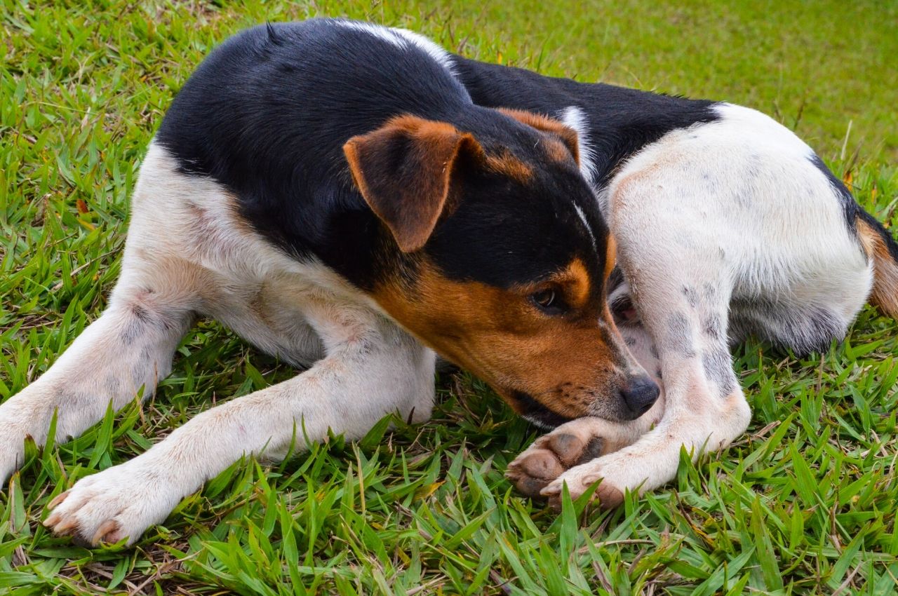 HELP! My pet has allergies!!! - Paws & Claws Animal Hospital