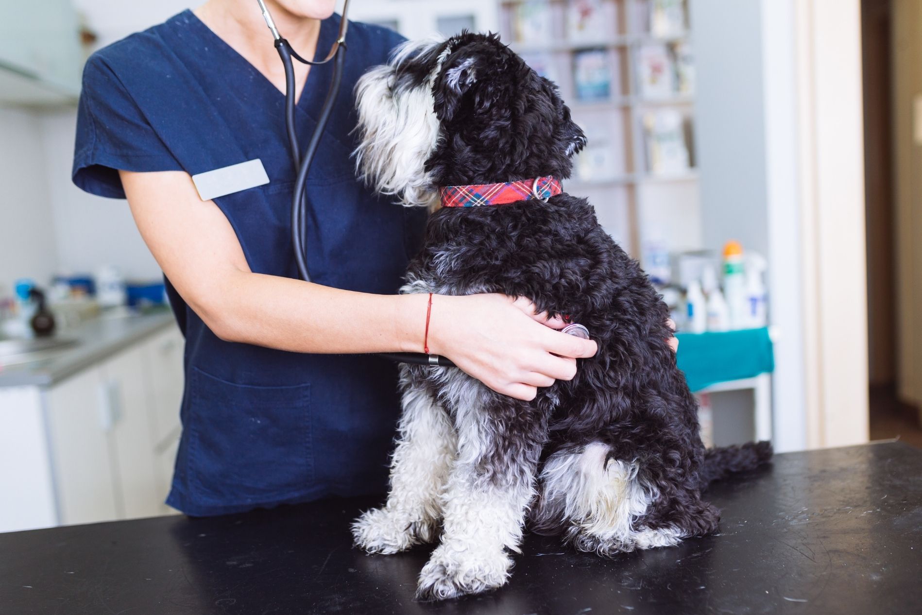 Microbiome Dysbiosis Index - Paws & Claws Animal Hospital